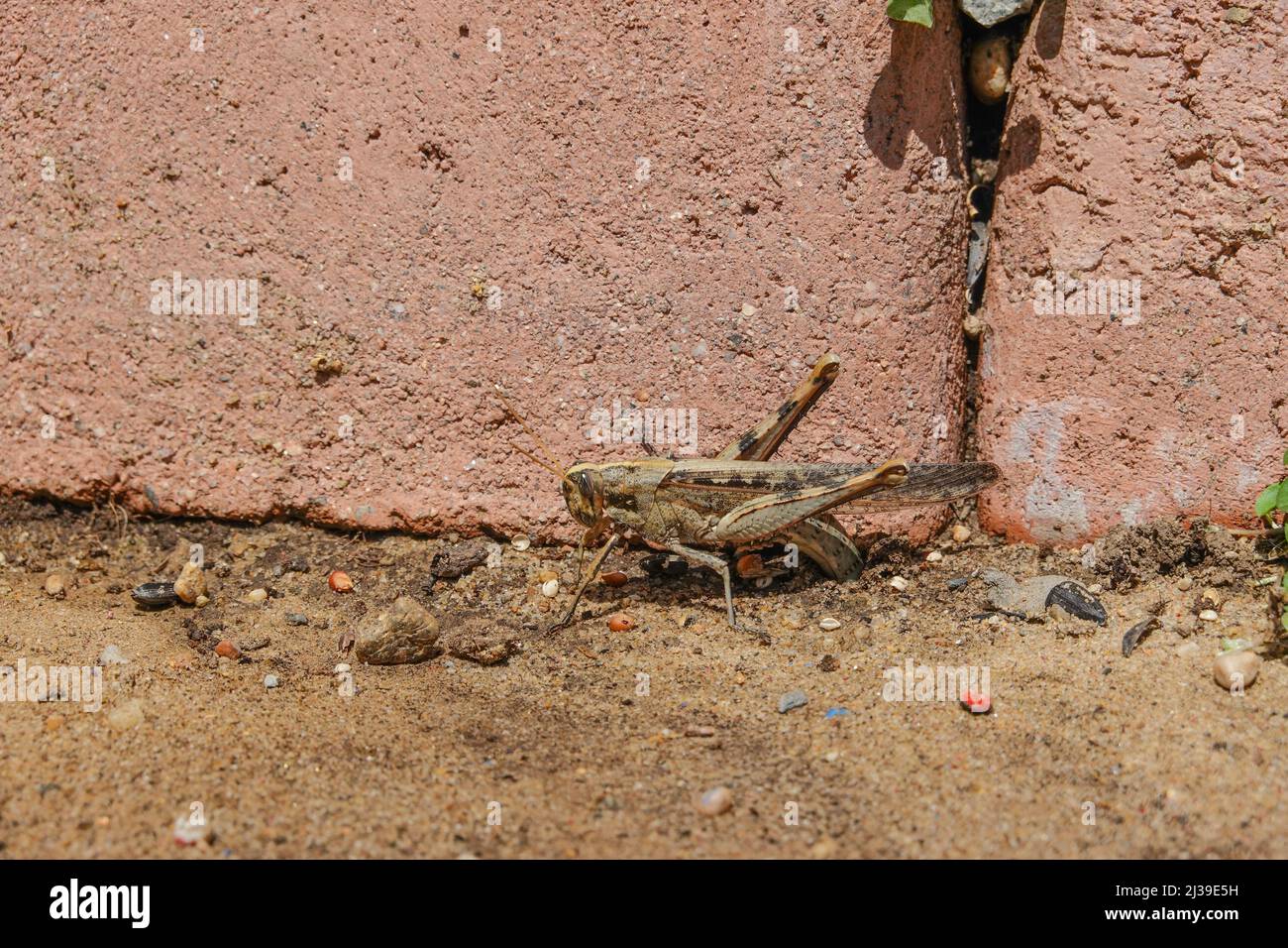 California Rose-Winged Grasshopper laying eggs in a Southern California ...