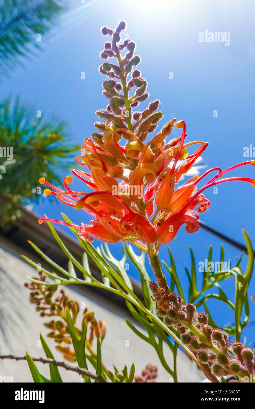 Grevillea banksii hi-res stock photography and images - Alamy