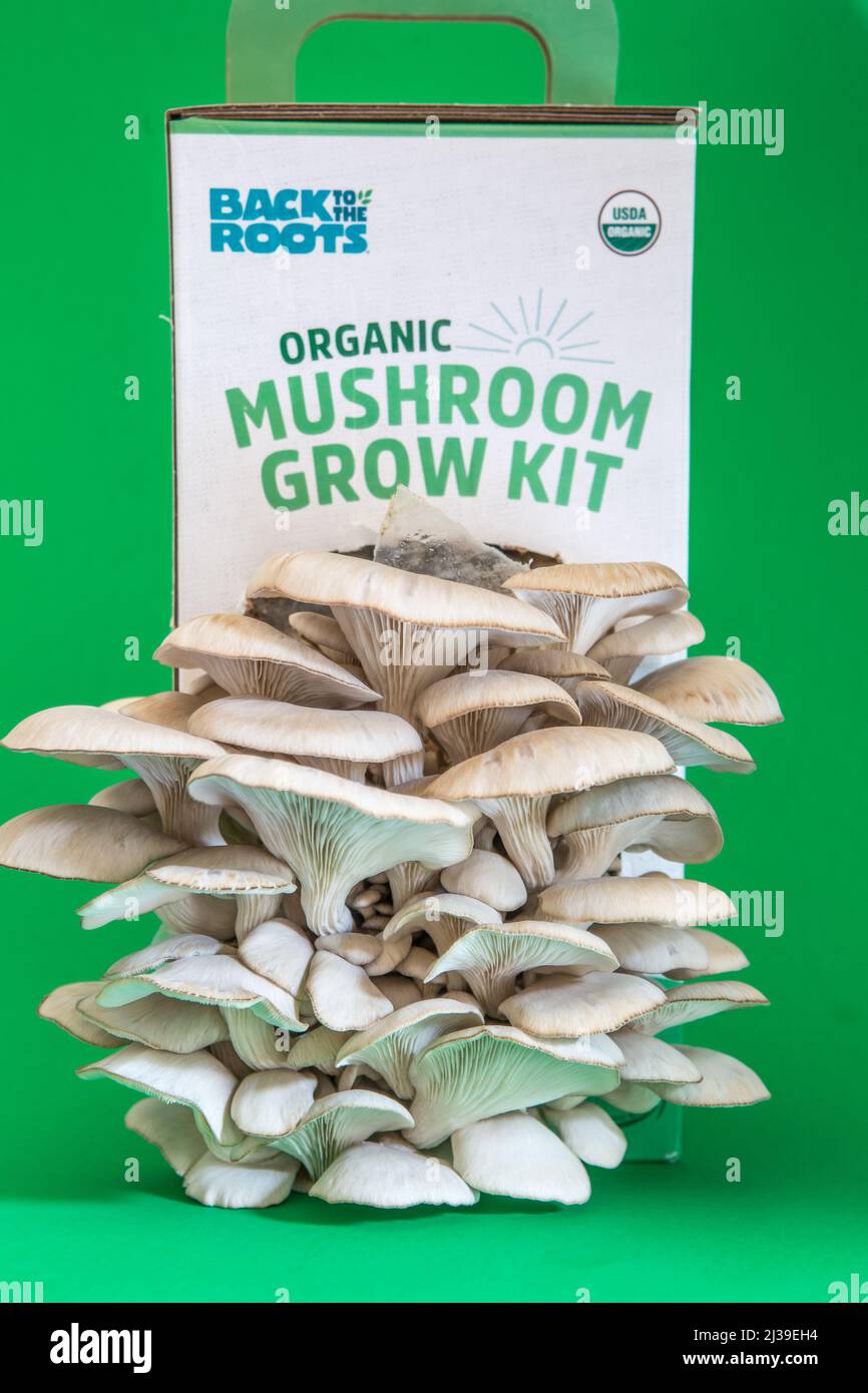 Mushroom grow kit box hi-res stock photography and images - Alamy