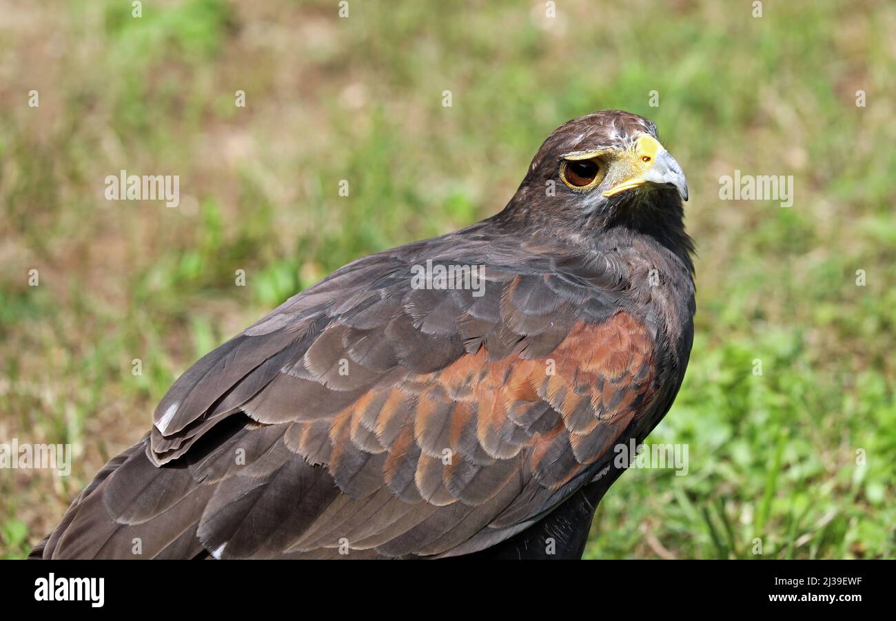 Bird of prey called buzzard of Harris with two large eyes and light and ...