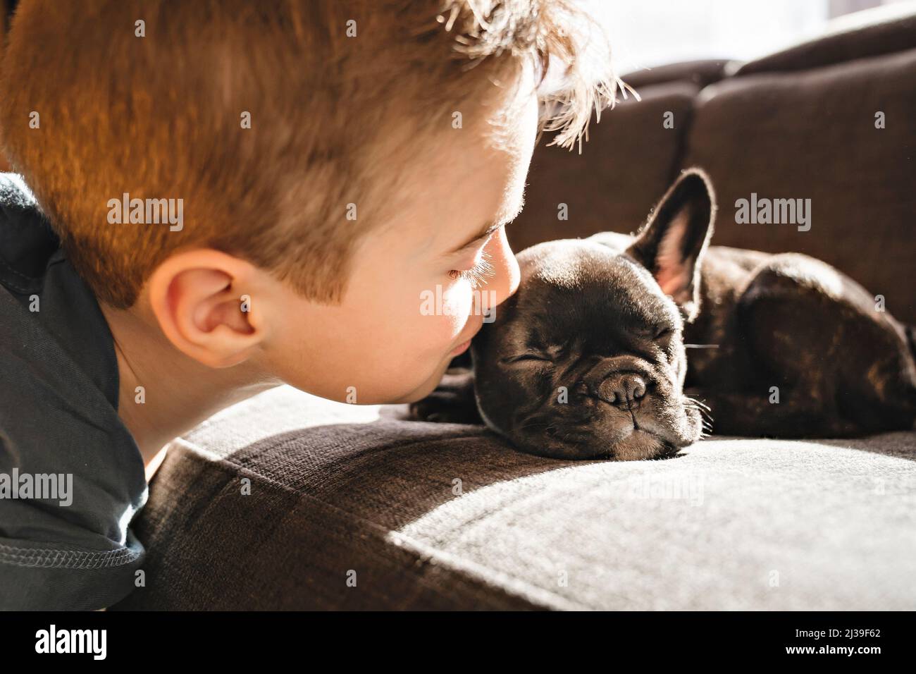 Young Boy with French Bulldog Puppy on the sofa Stock Photo - Alamy