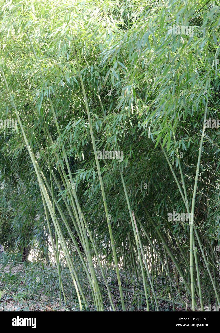 bamboo canes and leaves which are the staple of the diet of pandas in ...