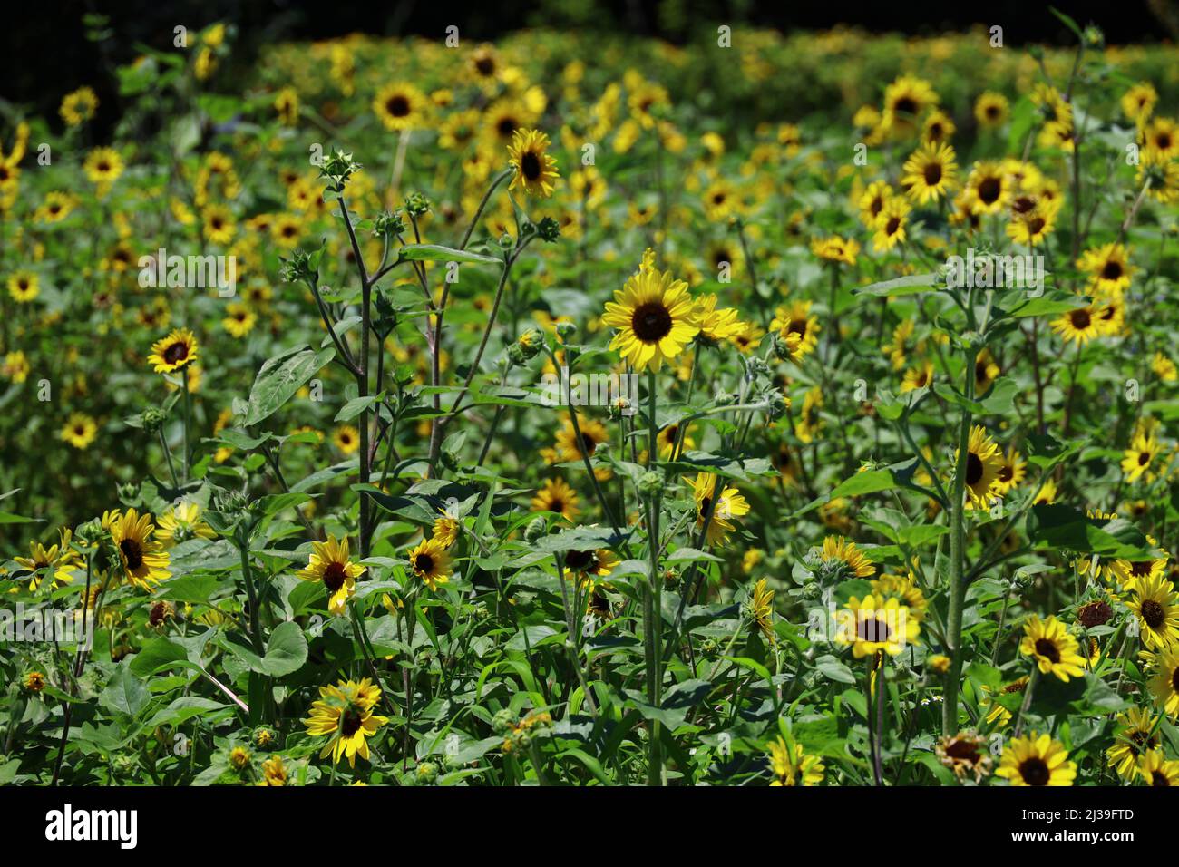 Scenery where many sunflowers are in bloom Stock Photo - Alamy