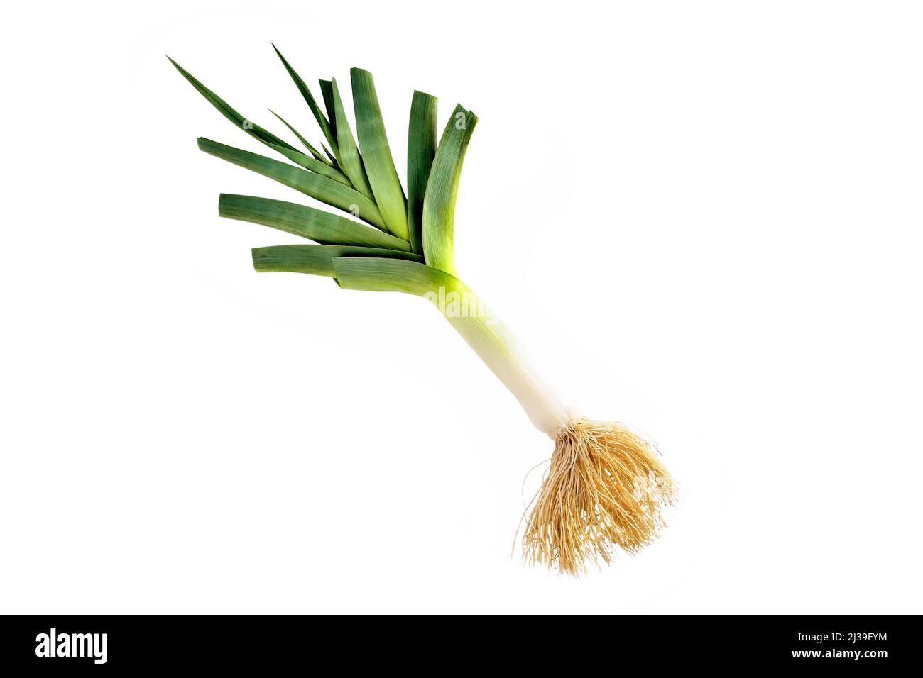 Selective focus closeup onion Cut Out Stock Images & Pictures - Alamy