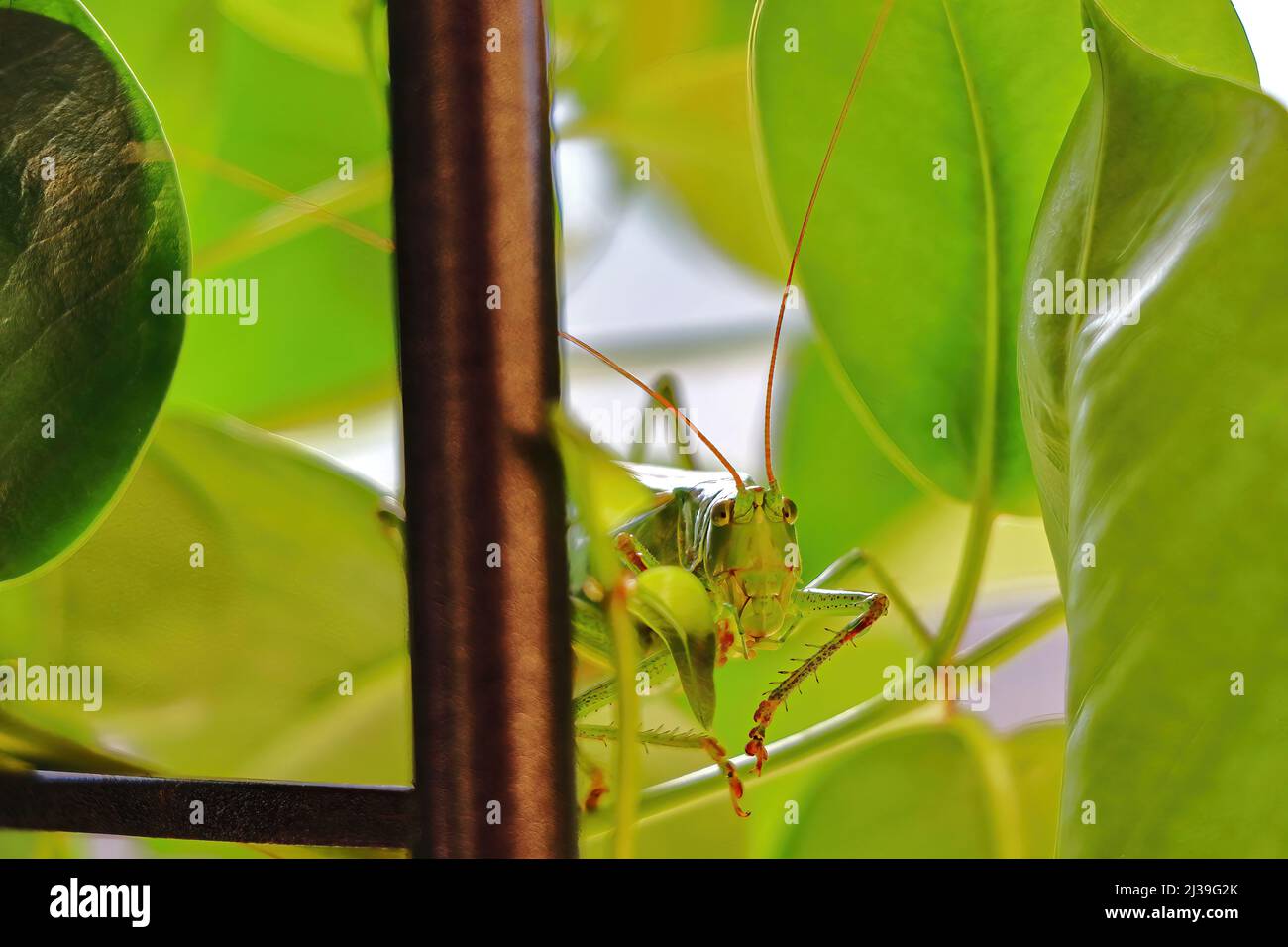 Grasshopper plant animal wildlife hi-res stock photography and images ...