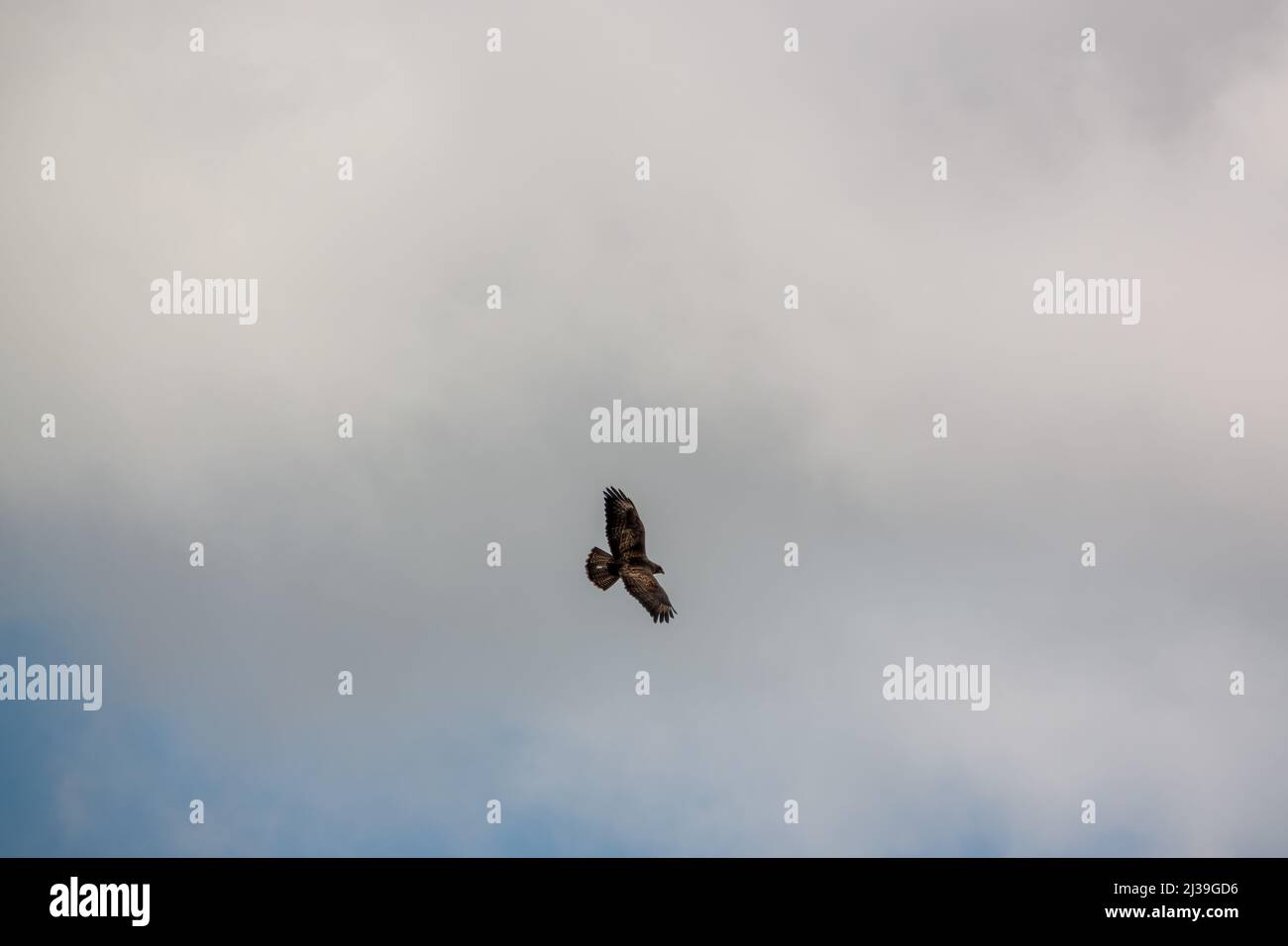 Osprey claw close hi-res stock photography and images - Alamy