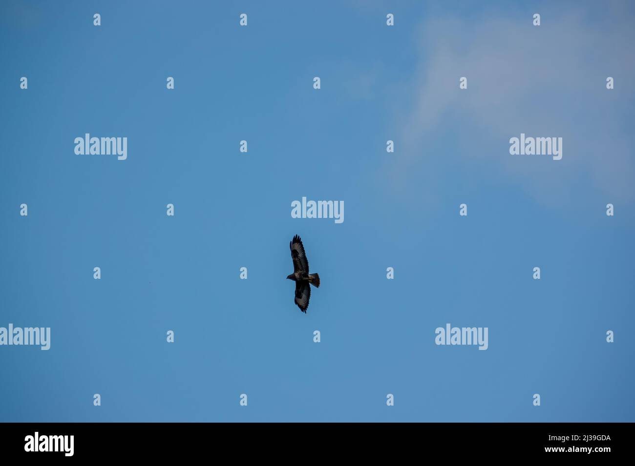 Osprey claw close hi-res stock photography and images - Alamy