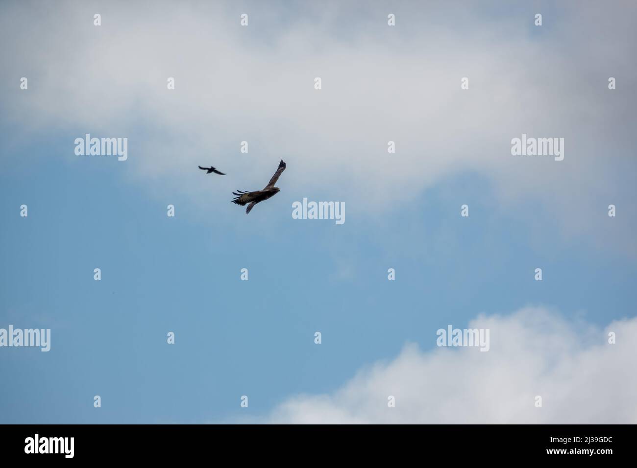 Osprey claw close hi-res stock photography and images - Alamy