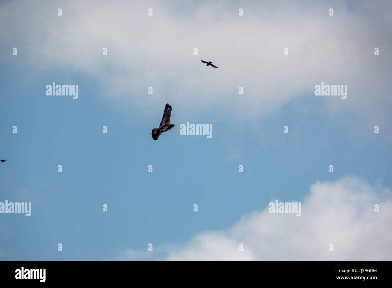 Crows claws hi-res stock photography and images - Alamy