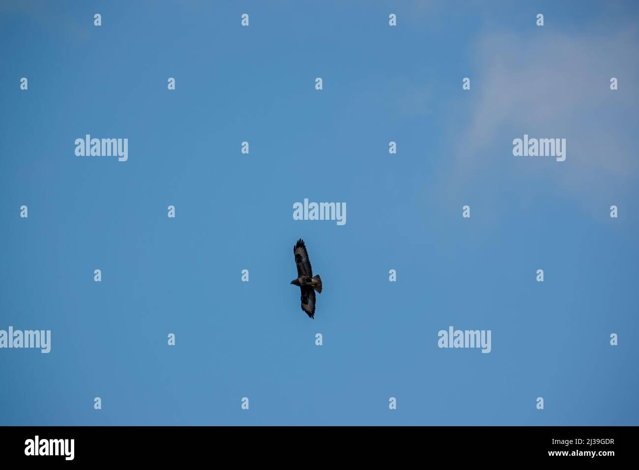 Outstretched talons hi-res stock photography and images - Alamy