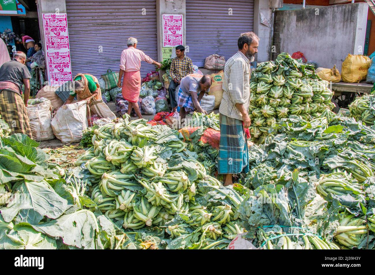 Picture of a rural hut in South 24 Parganas. Lots of cauliflower is ...