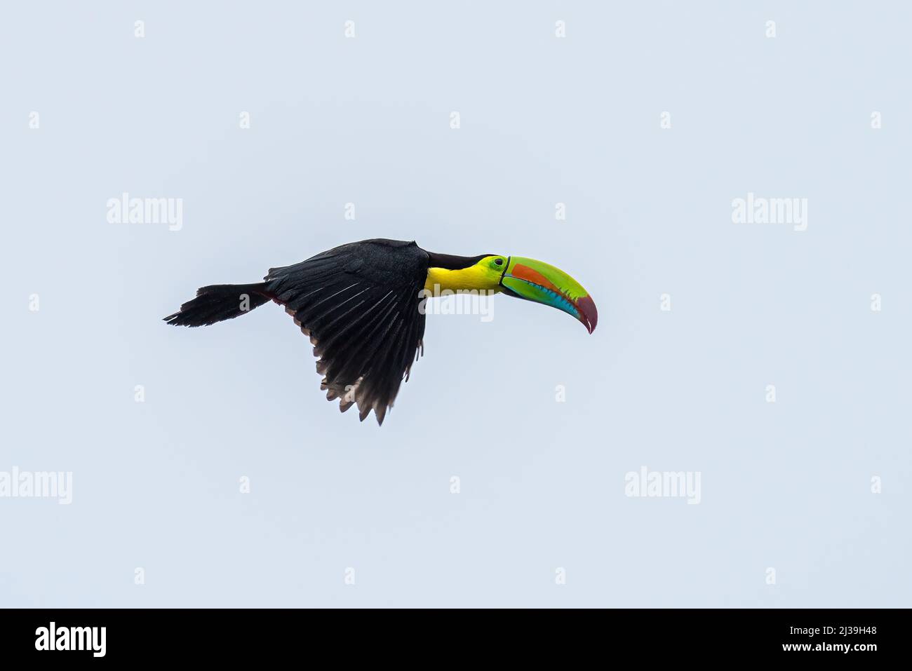 Birds flying in sky seamless hi-res stock photography and images - Alamy