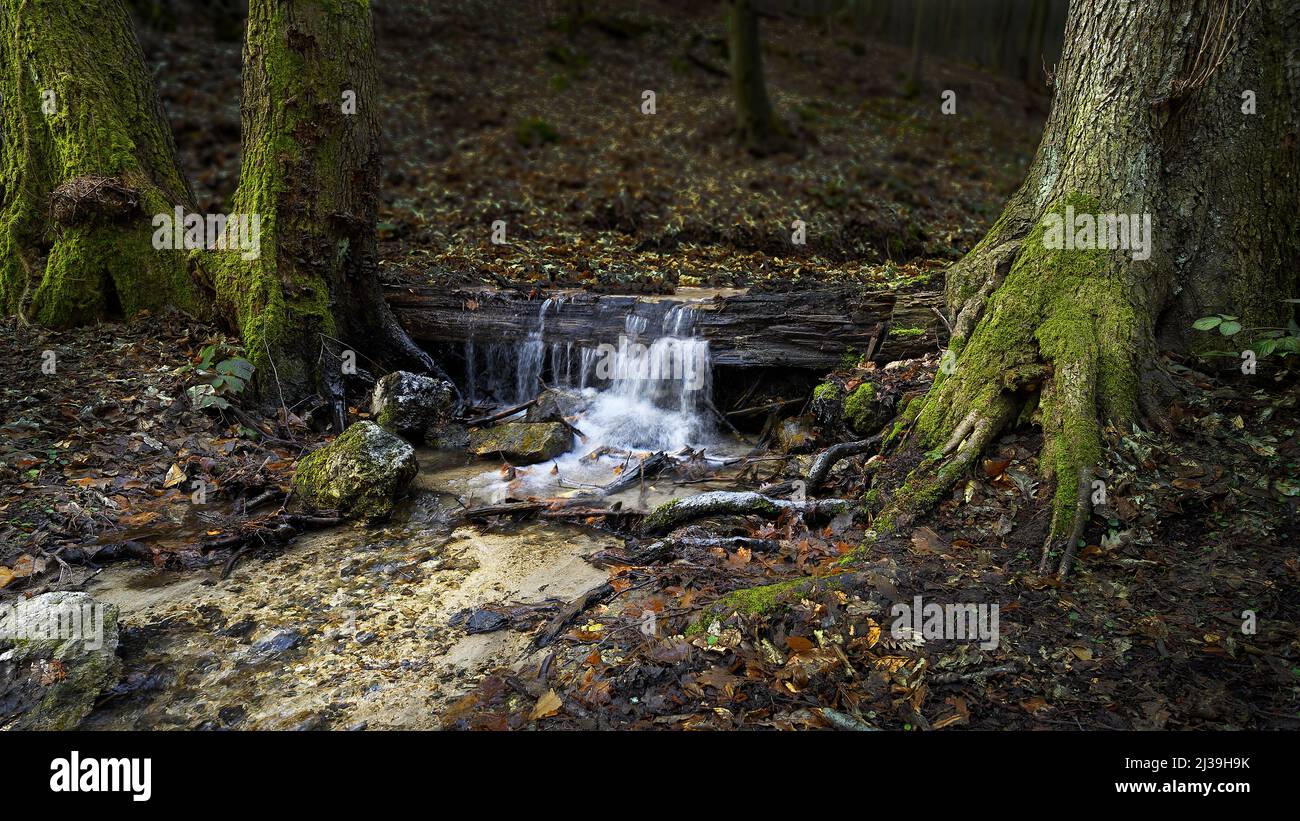 A view of a small creek in the forest flowing between the trees with ...