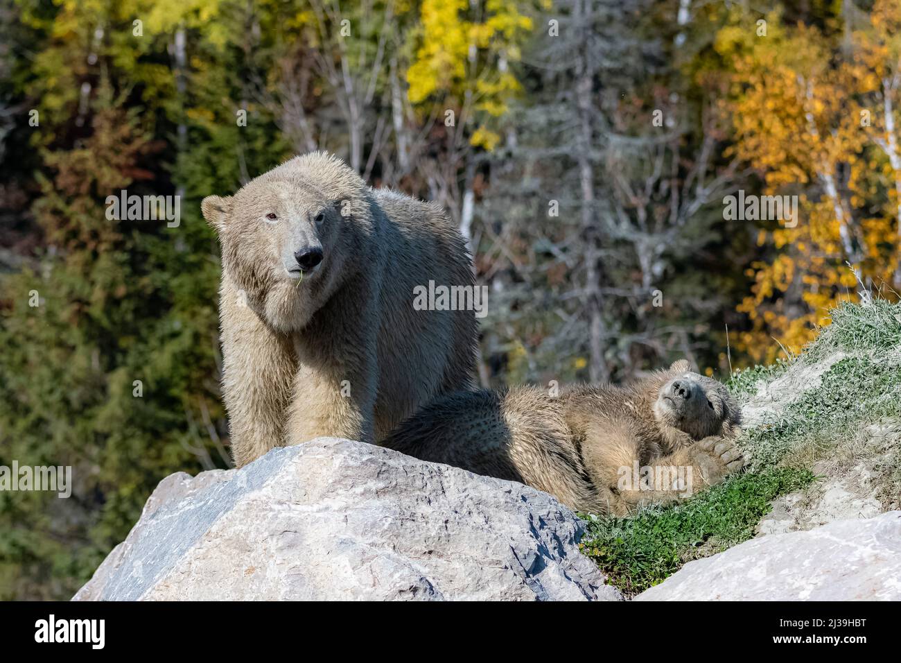 Polar bear on a rock hi-res stock photography and images - Alamy
