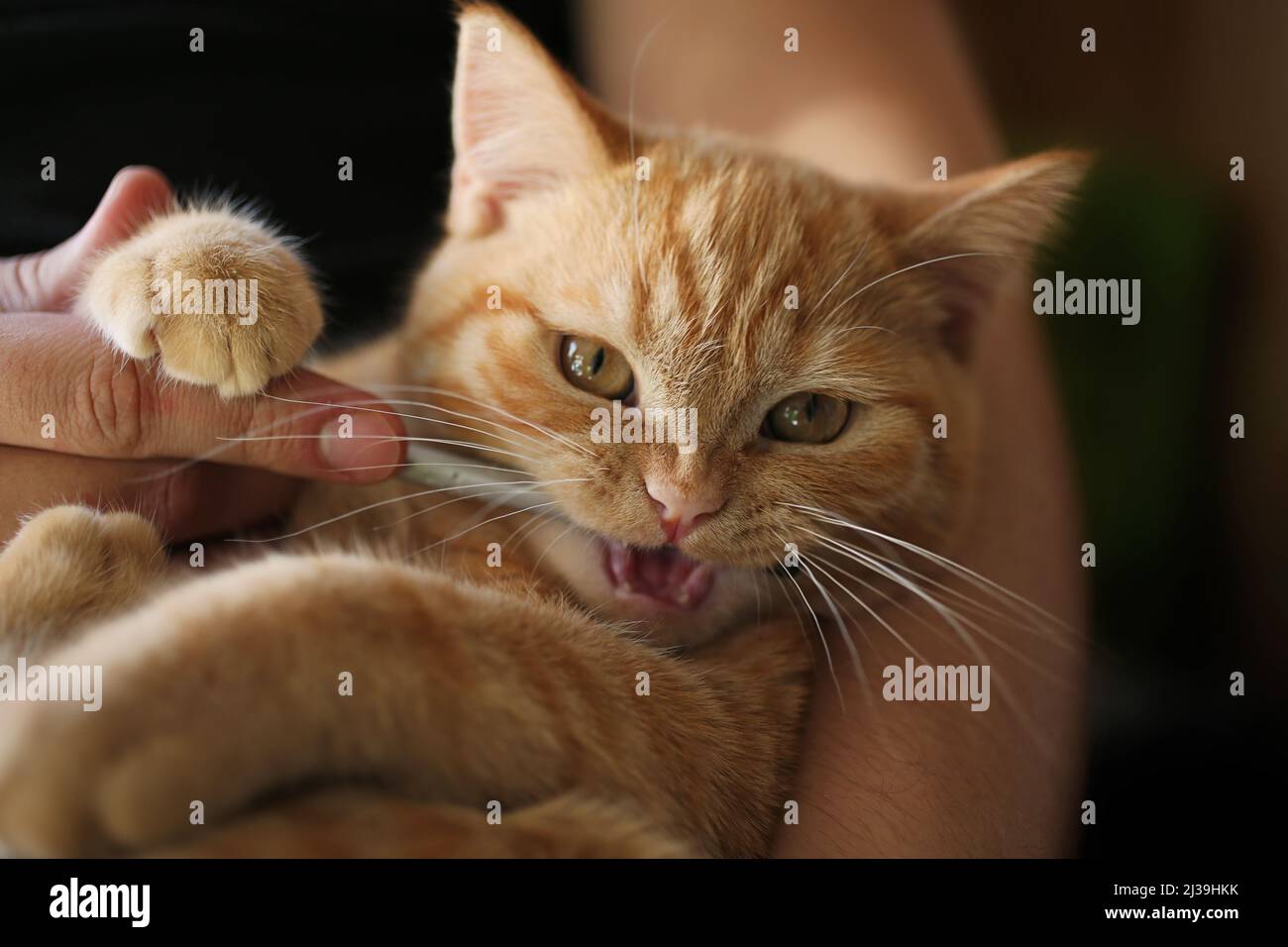 Ginger cat on the in the hands of the owner,chews on a pencil Stock ...