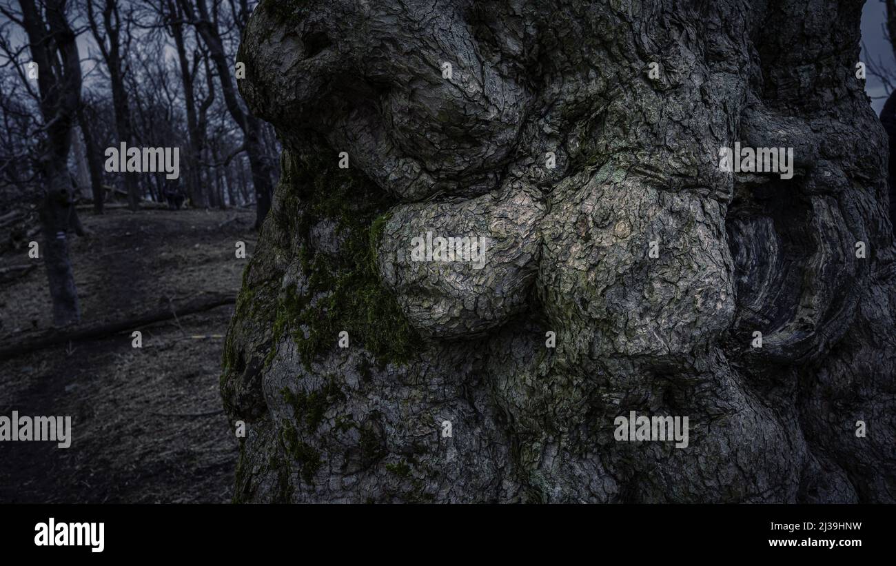 A closeup of the strange shapes of a tree stem Stock Photo - Alamy