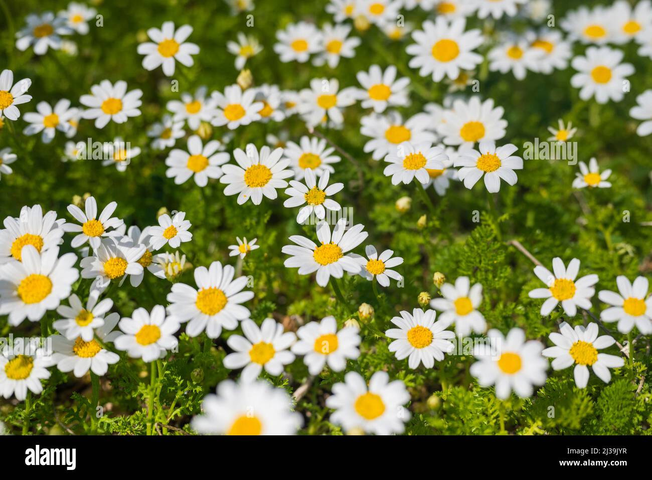 beautiful field with daisy flowers plants Stock Photo - Alamy