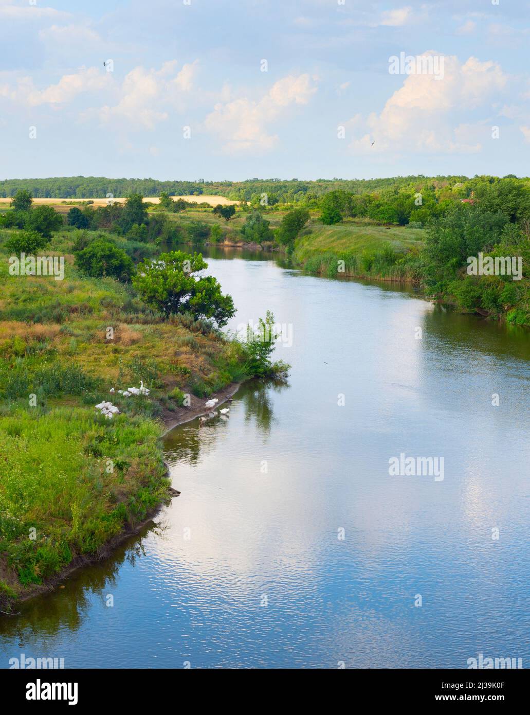 Landscape with a river and flock of white goose. Ukraine Stock Photo ...