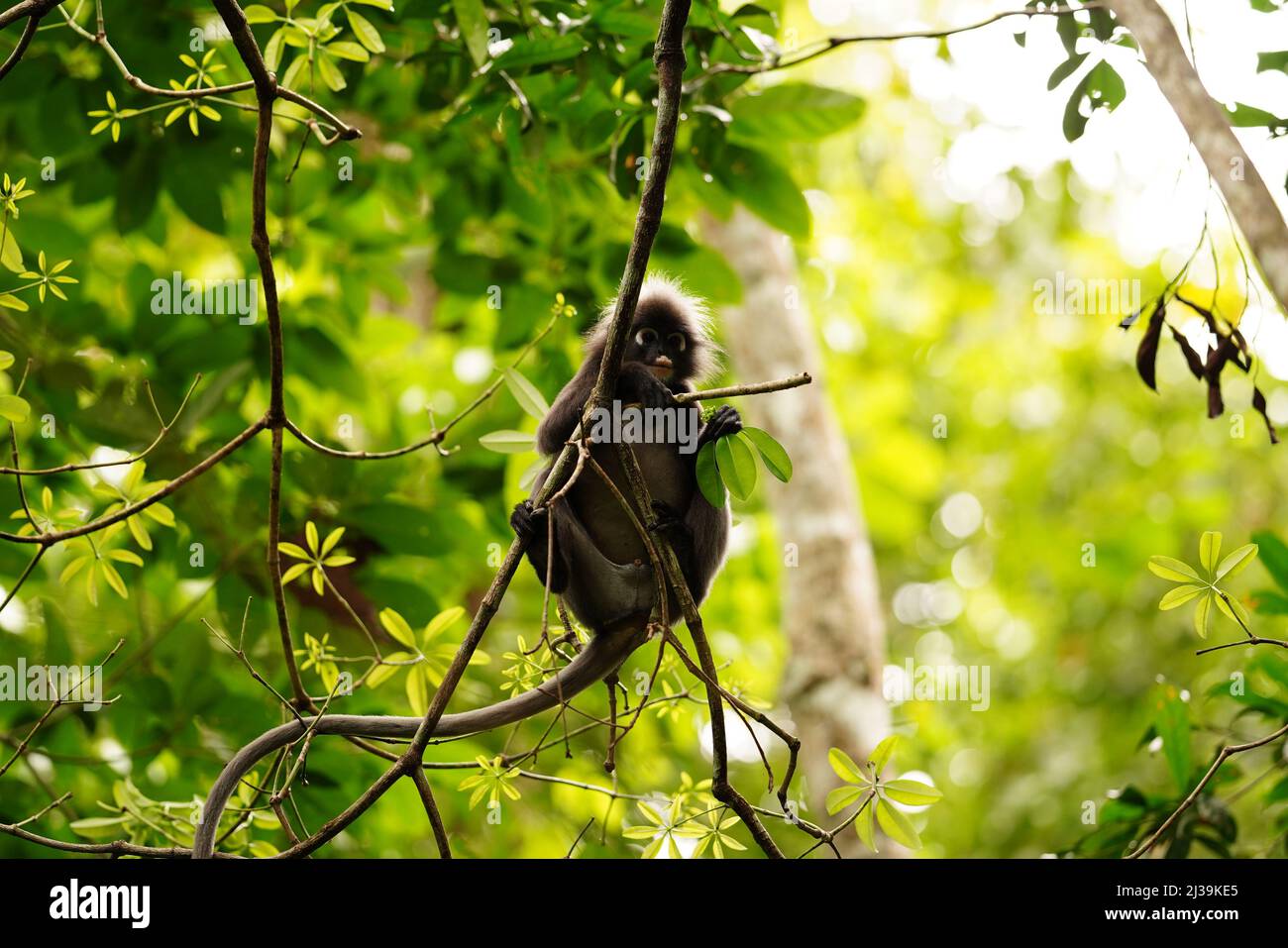 Dusky leaf monkey in rainforest in Langkawi, Malaysia Stock Photo - Alamy