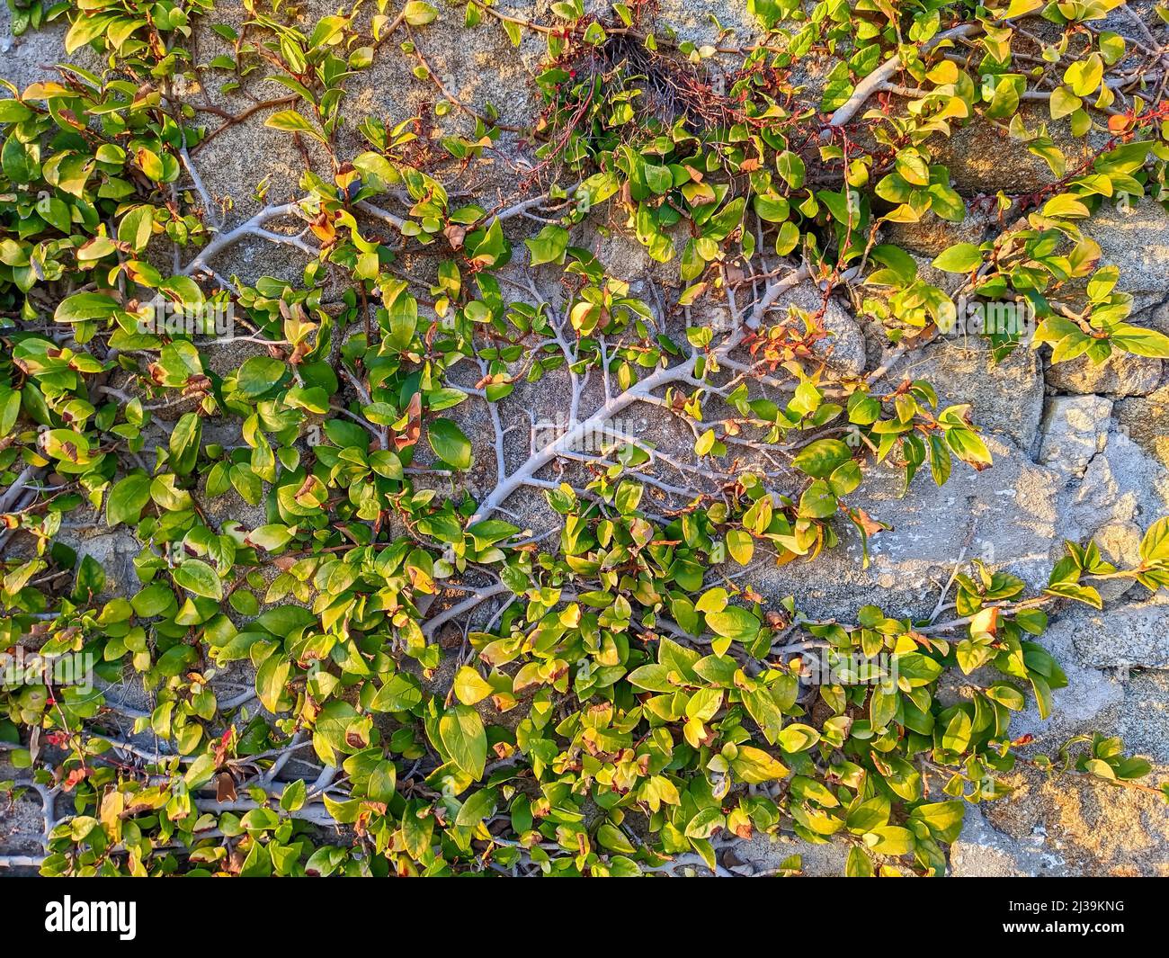 Lush botanic hi-res stock photography and images - Alamy