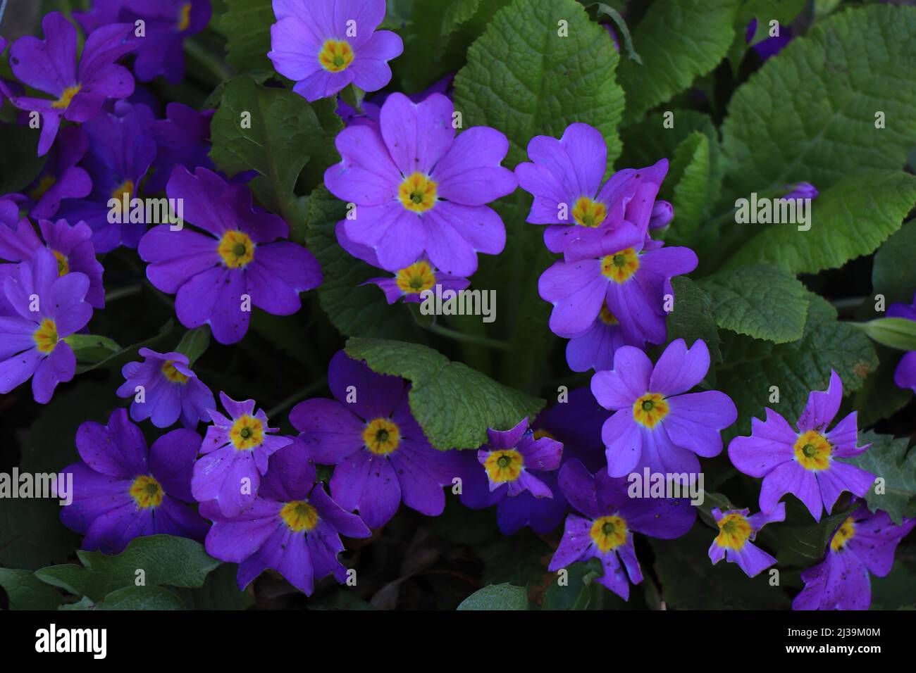 Purple Primulas. Plantae. Primula vulgaris. Primula acaulis Stock Photo ...
