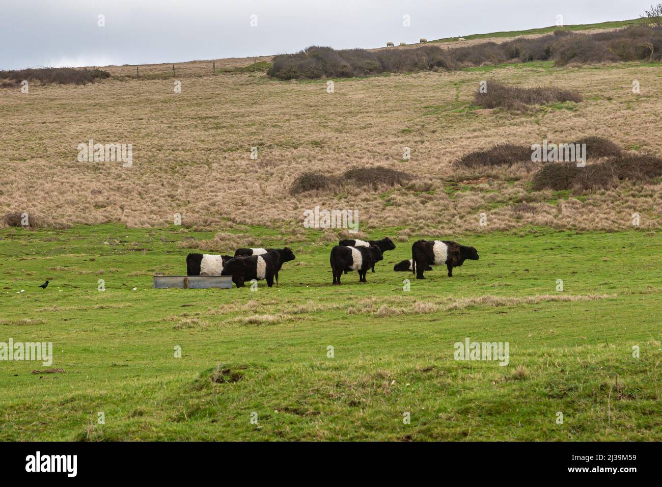 Beltie cattle hi-res stock photography and images - Alamy