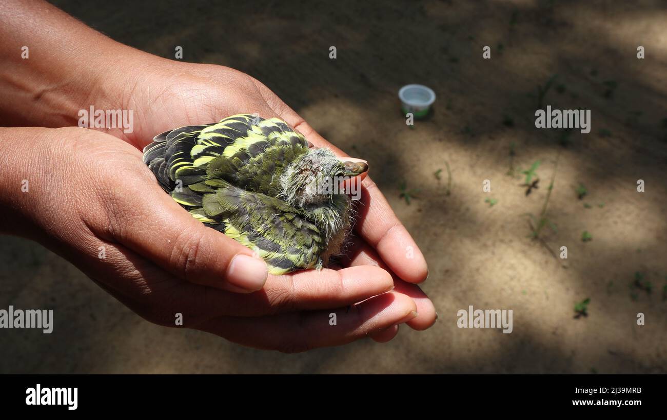 Hands holding an orphaned baby bird. This sick bird is inside of human ...