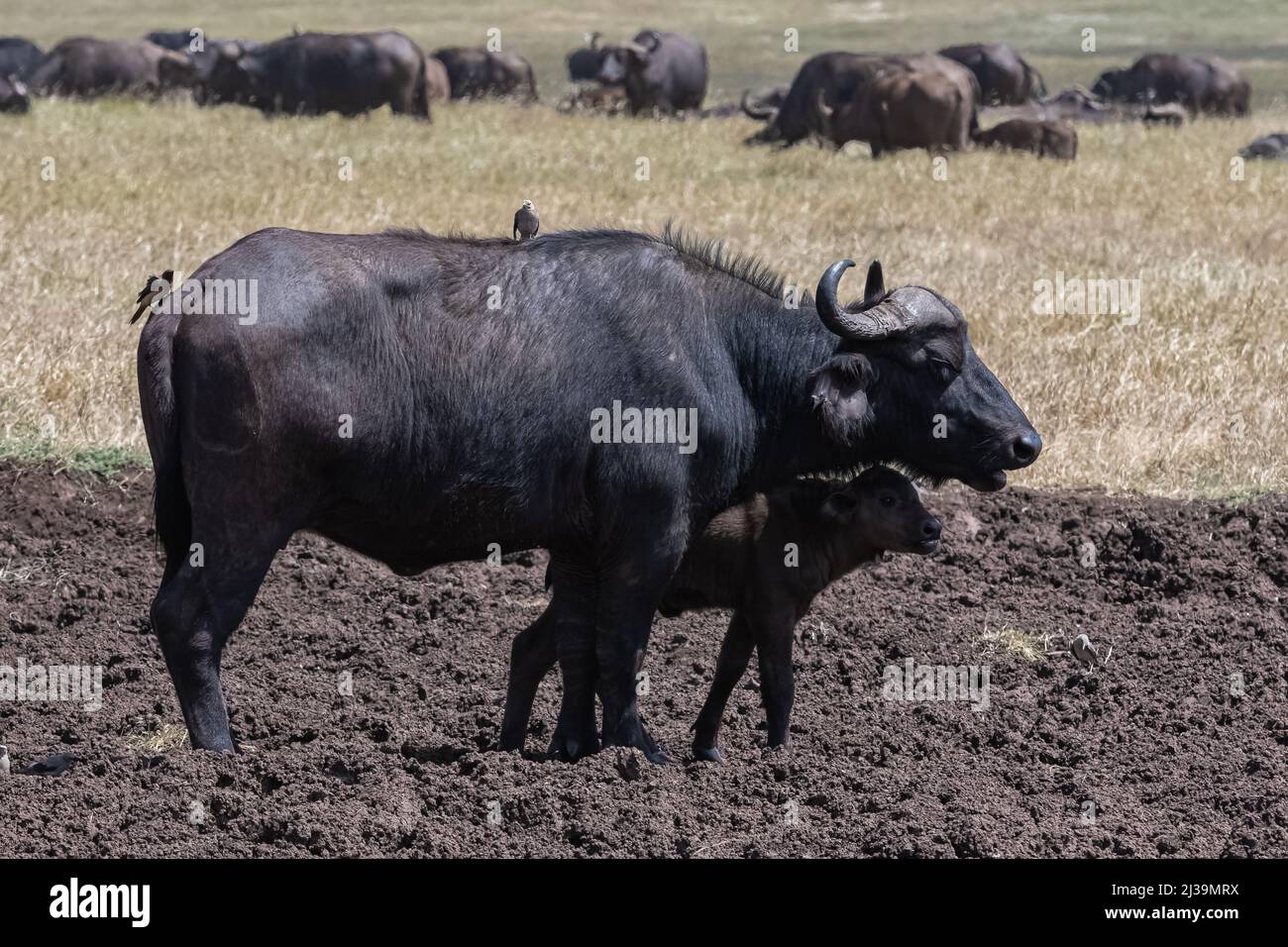 A black African buffalo with its calf standing in mud and other ...
