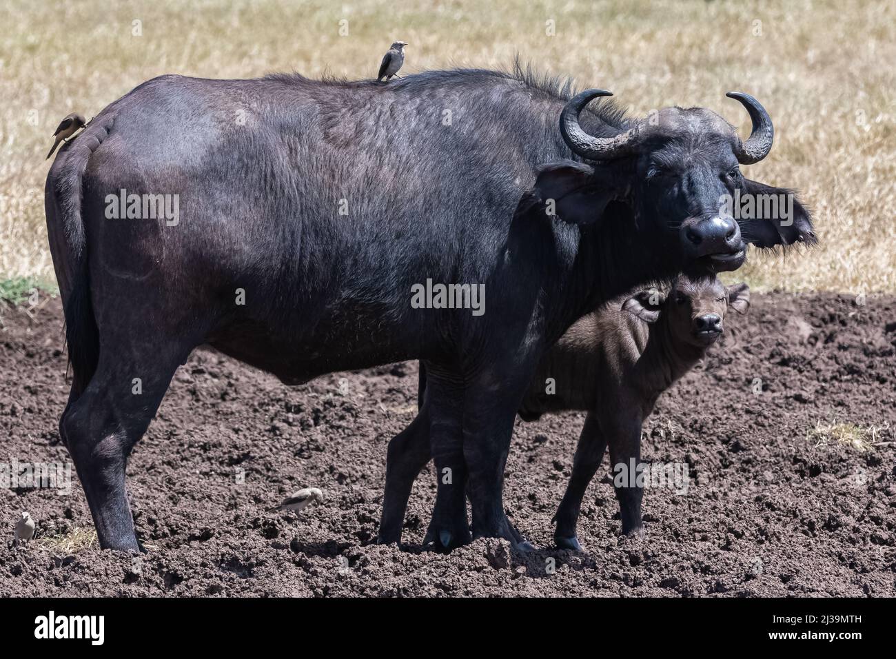 An African buffalo with its calf standing in mud and little birds on ...