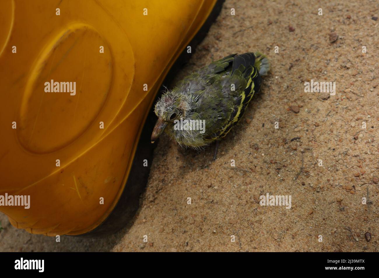 Orphaned and sick baby bird hi-res stock photography and images - Alamy