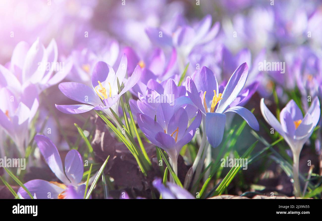 Beautiful crocuses growing through snow. First spring flowers Stock ...