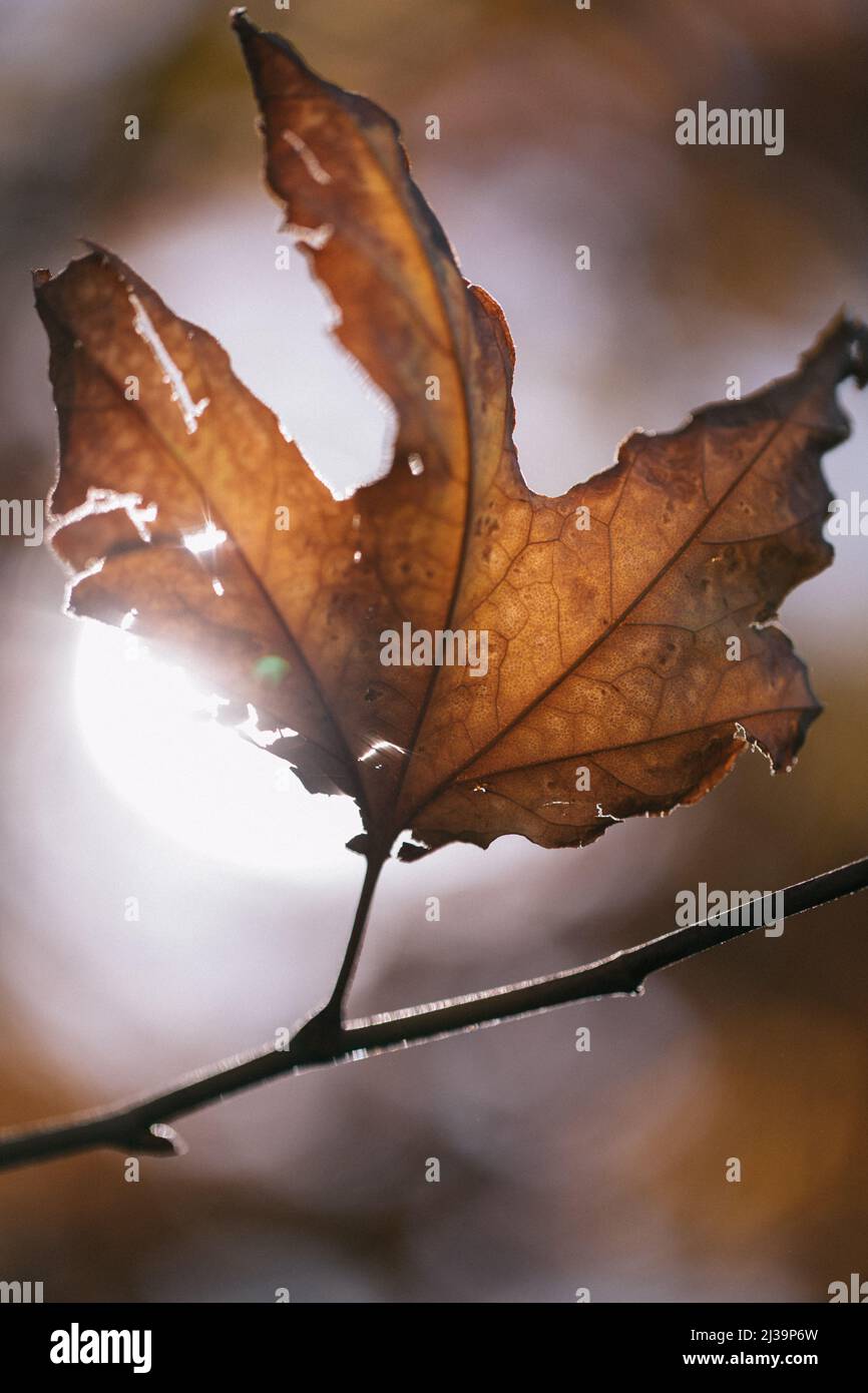 Spooky leaf hi-res stock photography and images - Alamy
