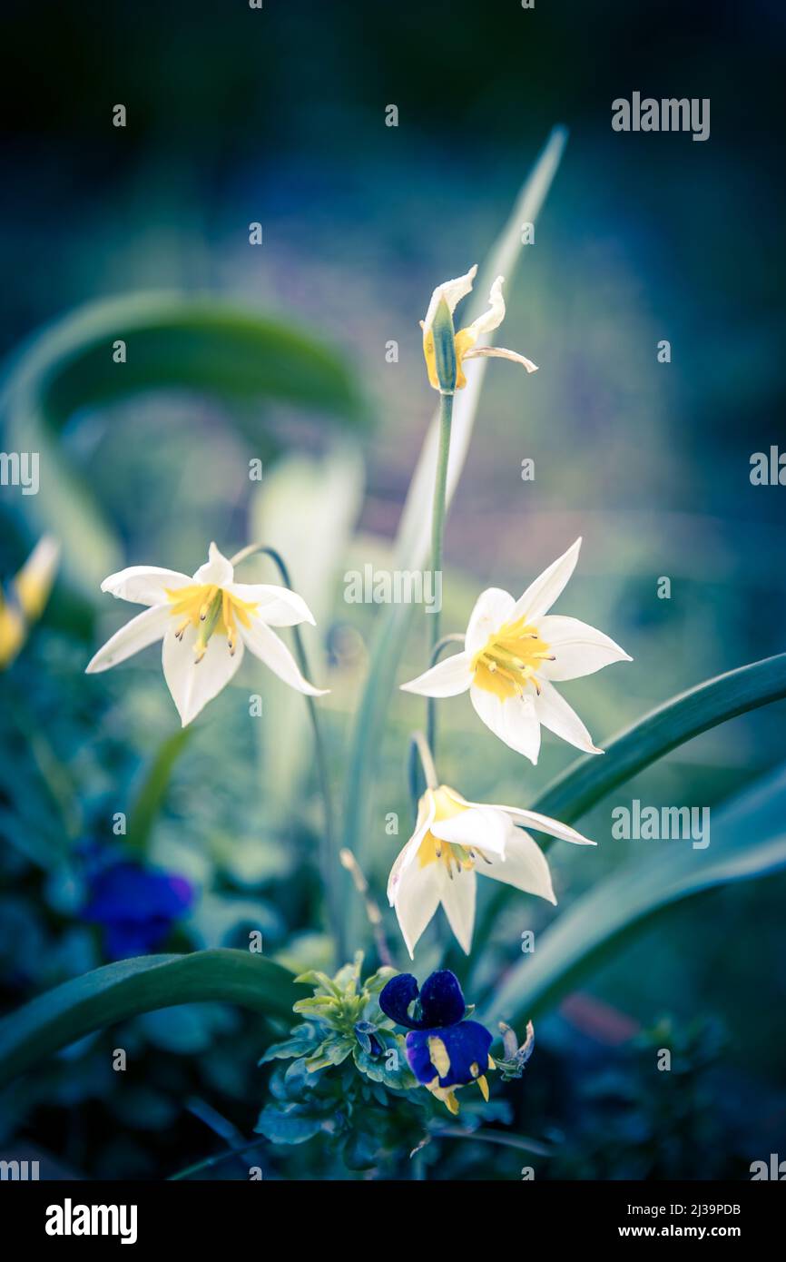 Spring Flowers Come Into bloom Stock Photo - Alamy