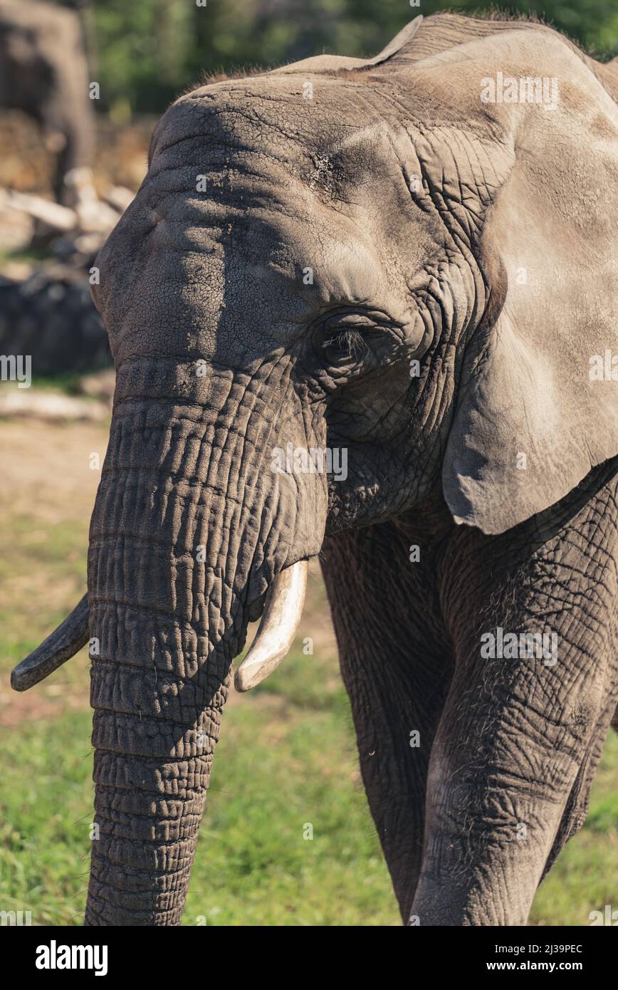 Vertical outdoor shot of a wild grey elephant. Wild-life concept. High ...