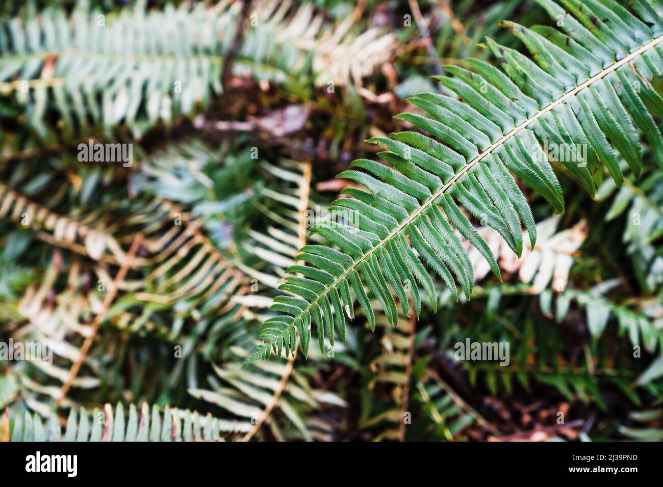 Deep green fern in the Washington rainforest Stock Photo - Alamy