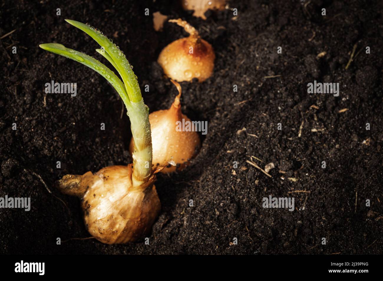 Onions for growing scallions in the fertile soil furrows Stock Photo ...