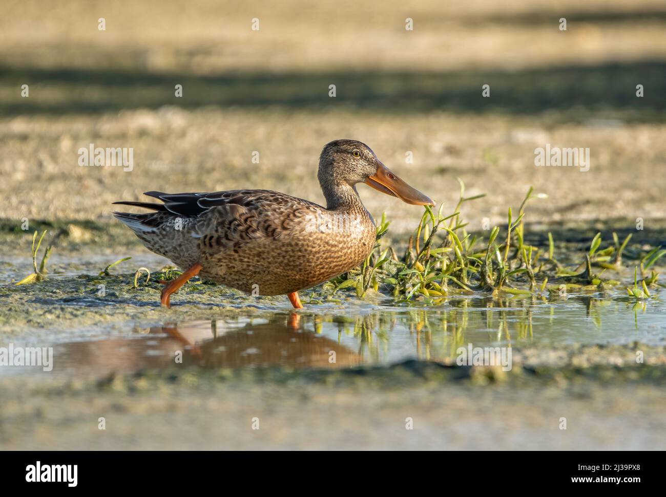 A female northern shoveler duck wades into a shallow muddy pond Stock ...