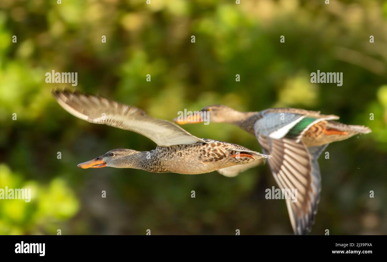 Female northern shoveler in flight hi-res stock photography and images - Alamy