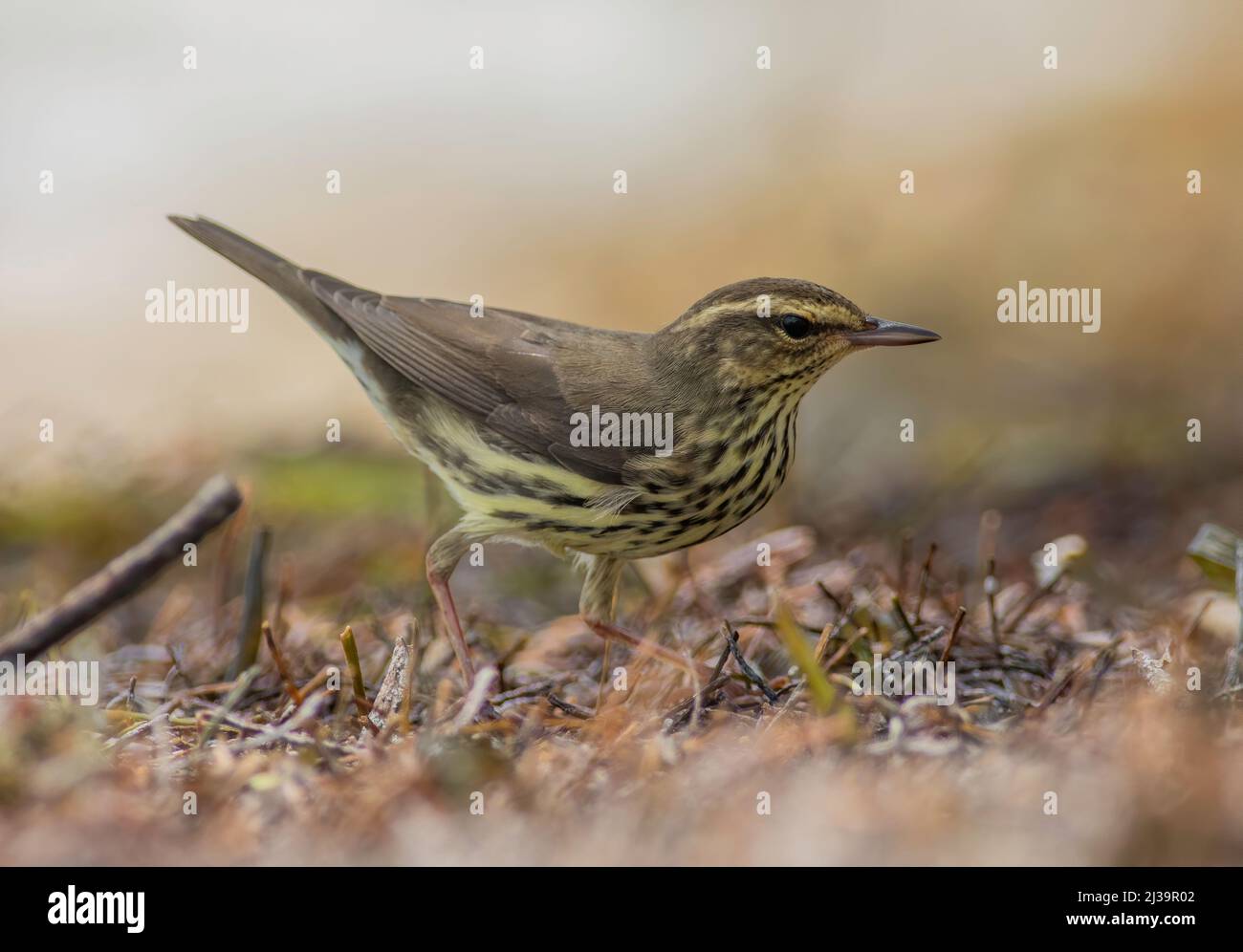 A northern waterthrush bird hunts for bugs in the mulch on the ground ...