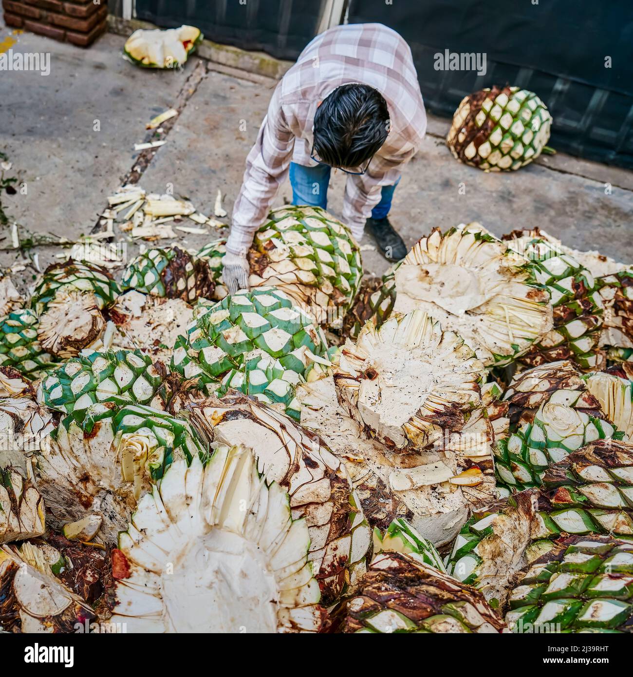 Man piling agave in oven ready to steam it Stock Photo - Alamy