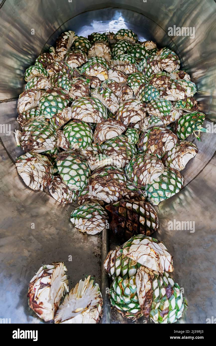 Oven full of agave ready to start steaming it Stock Photo - Alamy