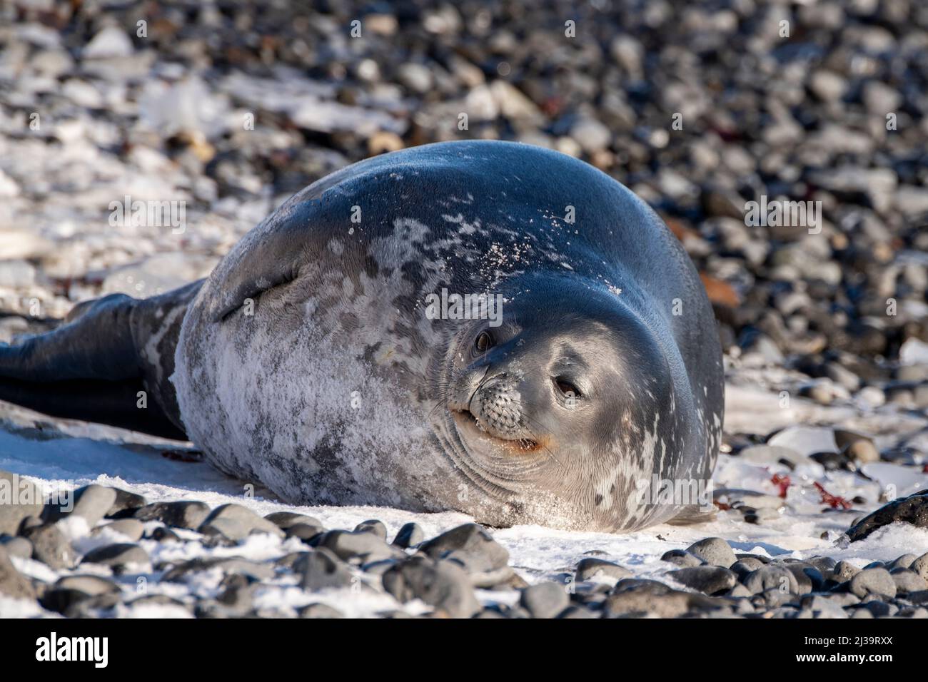 Antarctica, Tabarin Peninsula, Brown Bluff. Weddell seal (WILD ...