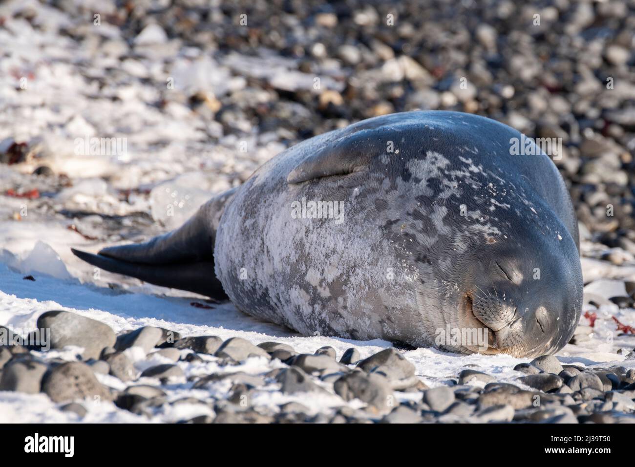Antarctica, Tabarin Peninsula, Brown Bluff. Weddell seal (WILD ...