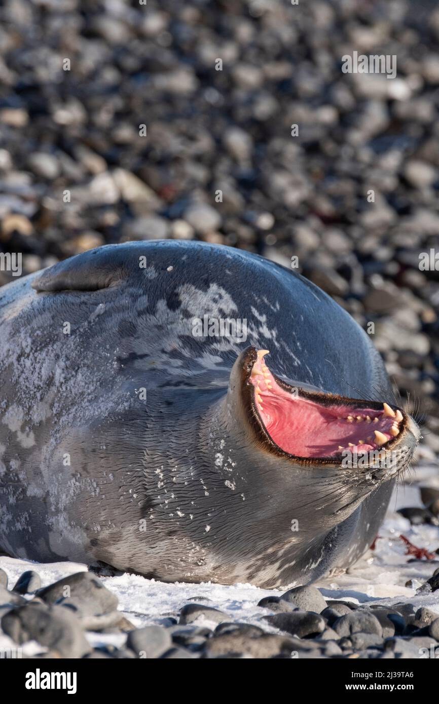 Antarctica, Tabarin Peninsula, Brown Bluff. Weddell seal (WILD ...
