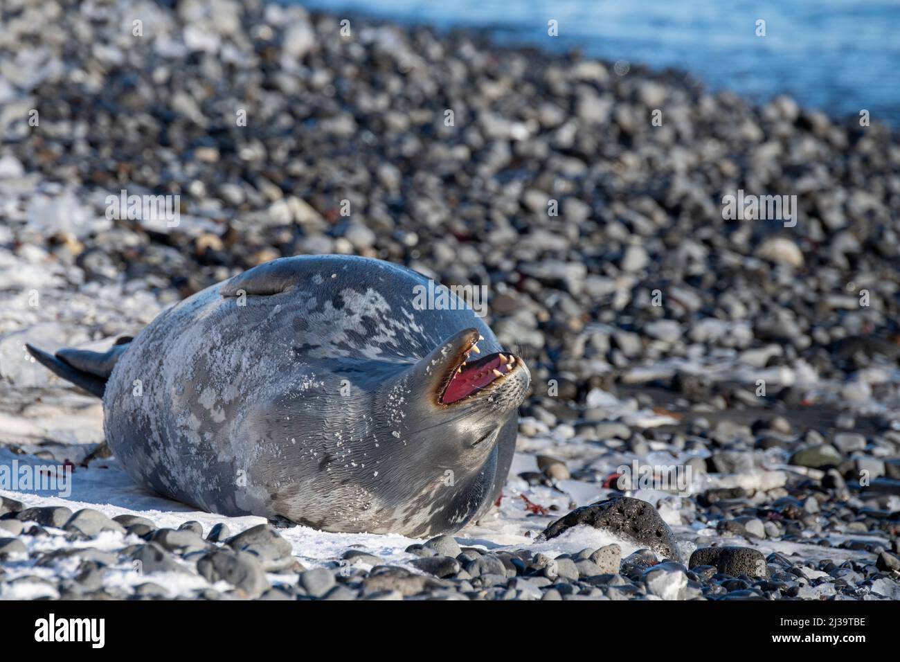 Antarctica, Tabarin Peninsula, Brown Bluff. Weddell seal (WILD ...