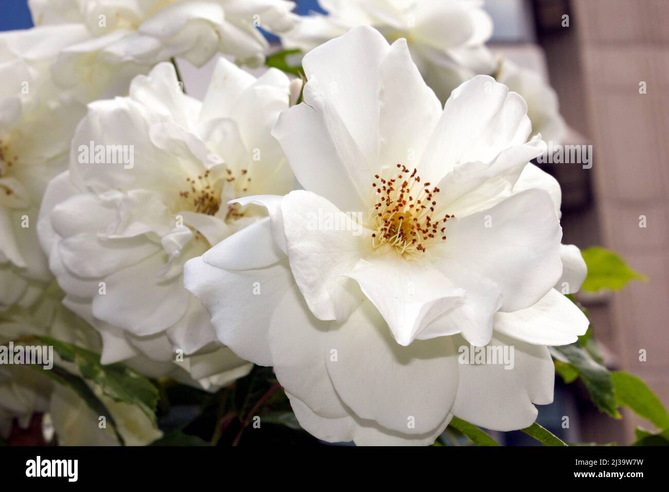 Field rose hi-res stock photography and images - Alamy
