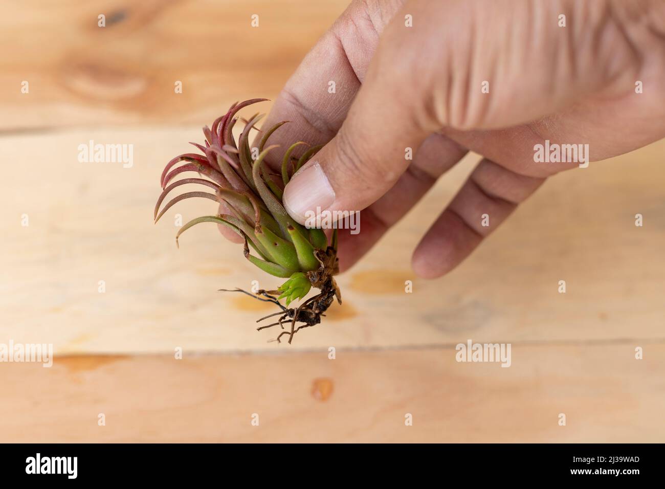 Roots air airplane hi-res stock photography and images - Alamy