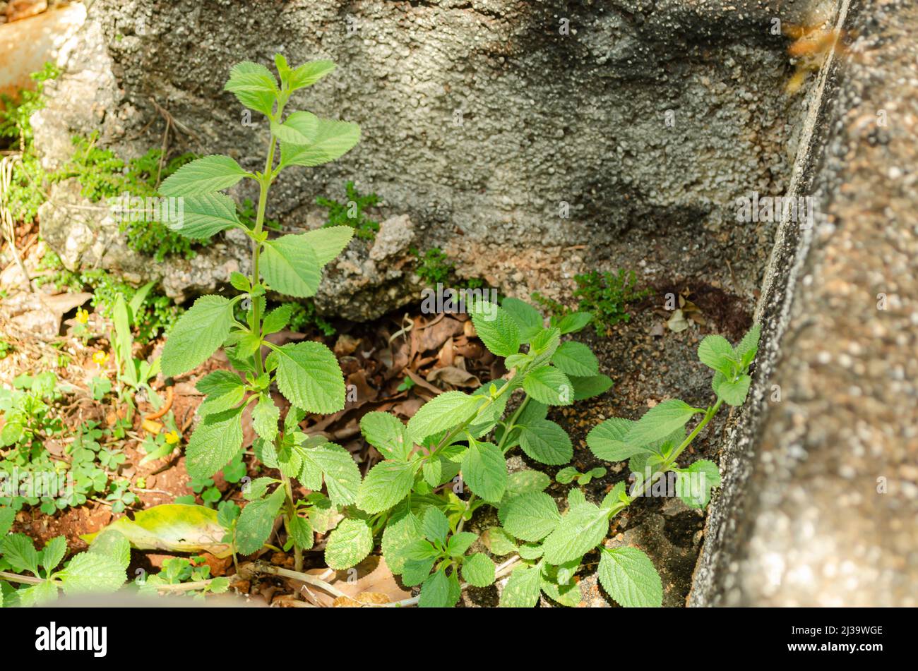 Cullun Mint Plant Stock Photo - Alamy