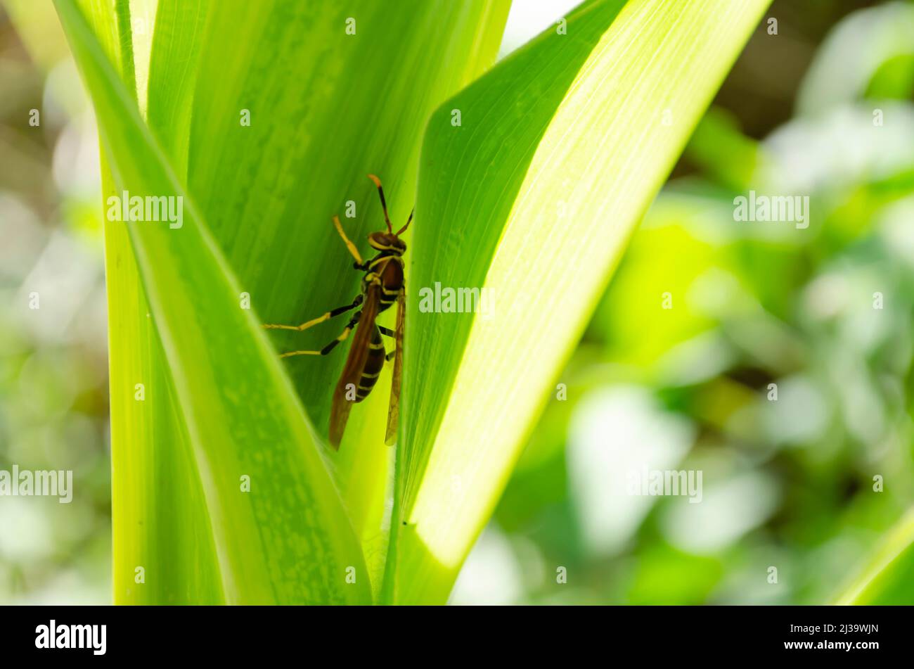 Side View Of Wasp On corn Leaf Stock Photo - Alamy
