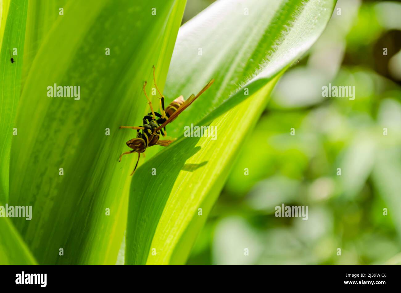 Side View Of Wasp On corn Leaf Stock Photo - Alamy